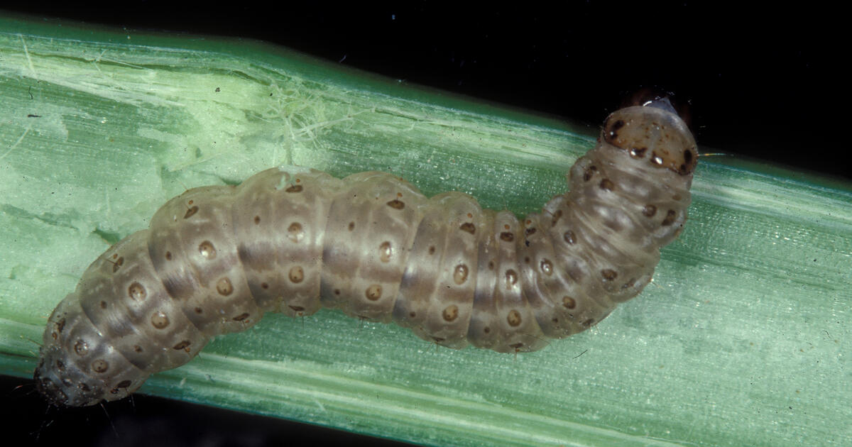 Climate change projected to increase insect-driven crop loss | FSI