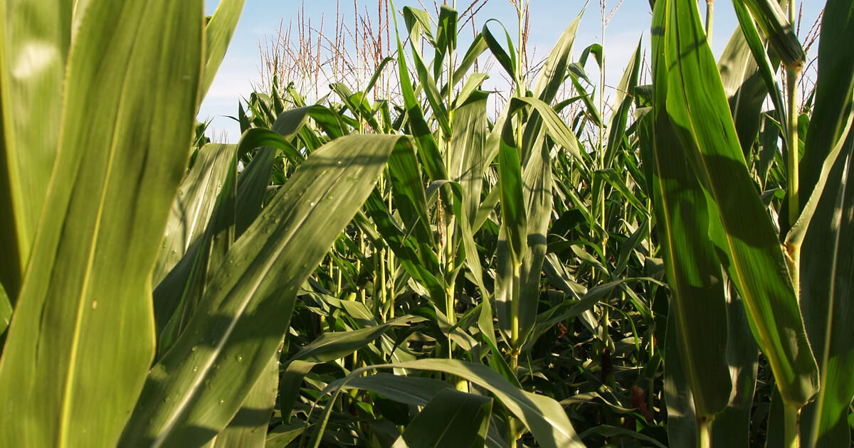 Calculating the risk of slowing crop yields | FSI