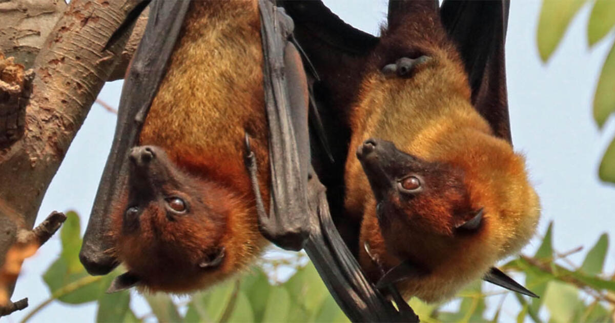 Bat-borne Nipah virus could help explain COVID-19 | FSI