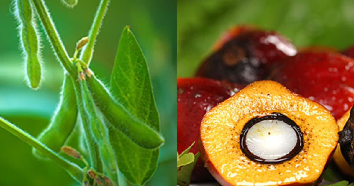 Tropical Oil Crops - a More Sustainable Future? | FSI