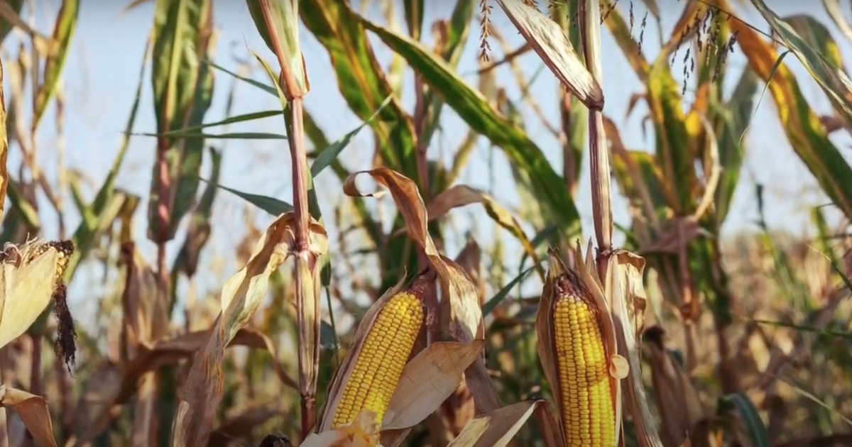 Researchers find corn yields becoming more sensitive to drought | FSI